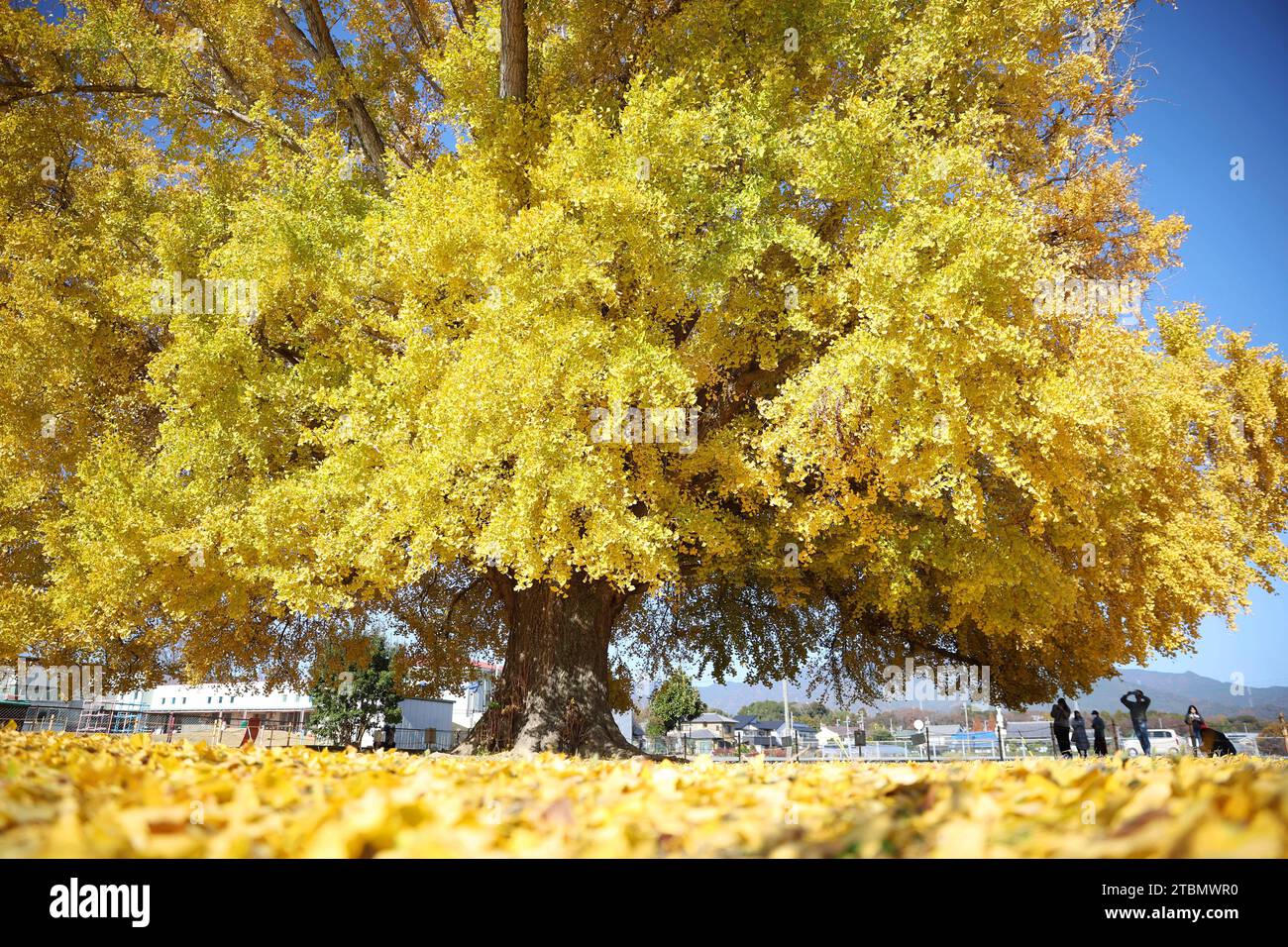 Leaves of Yamato-no- o-icho, huge ginkgo tree, are turned yellow at a ...