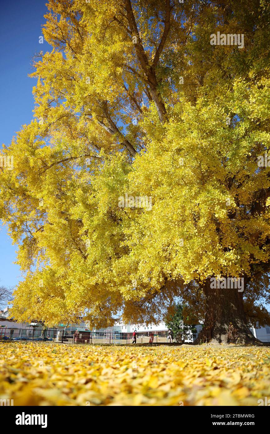 Leaves of Yamato-no- o-icho, huge ginkgo tree, are turned yellow at a ...