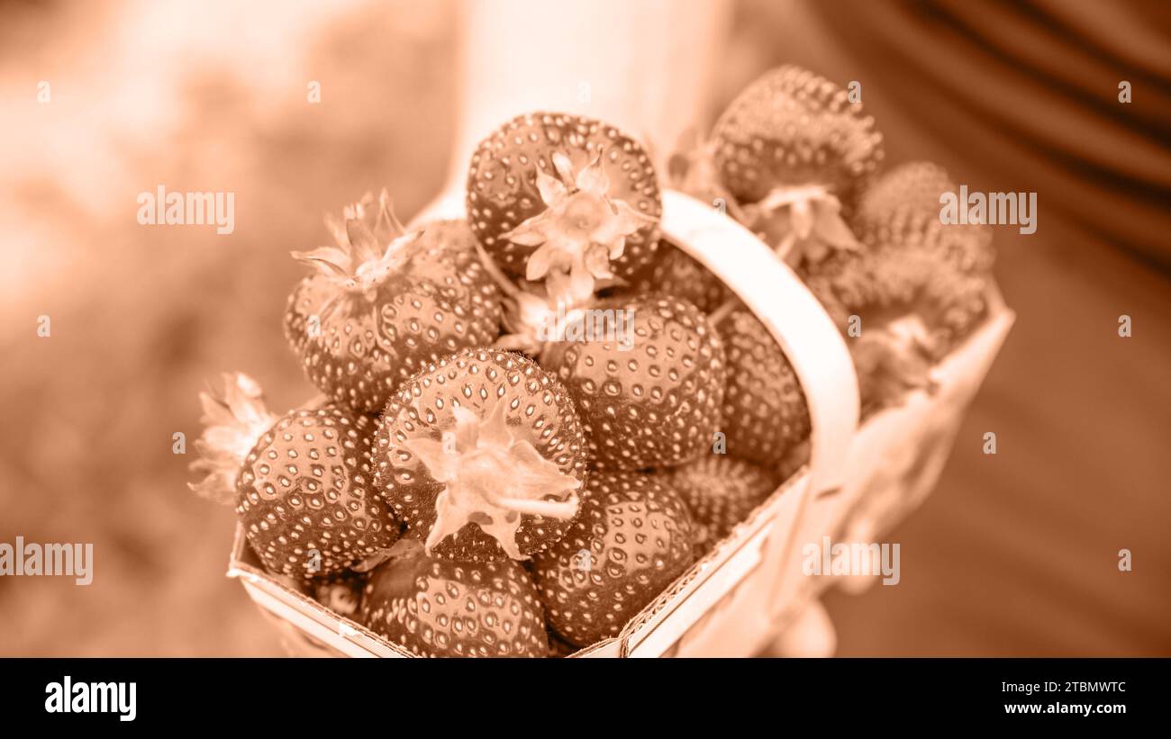 Hand holding basket with pile of fresh strawberries after harvest on ...