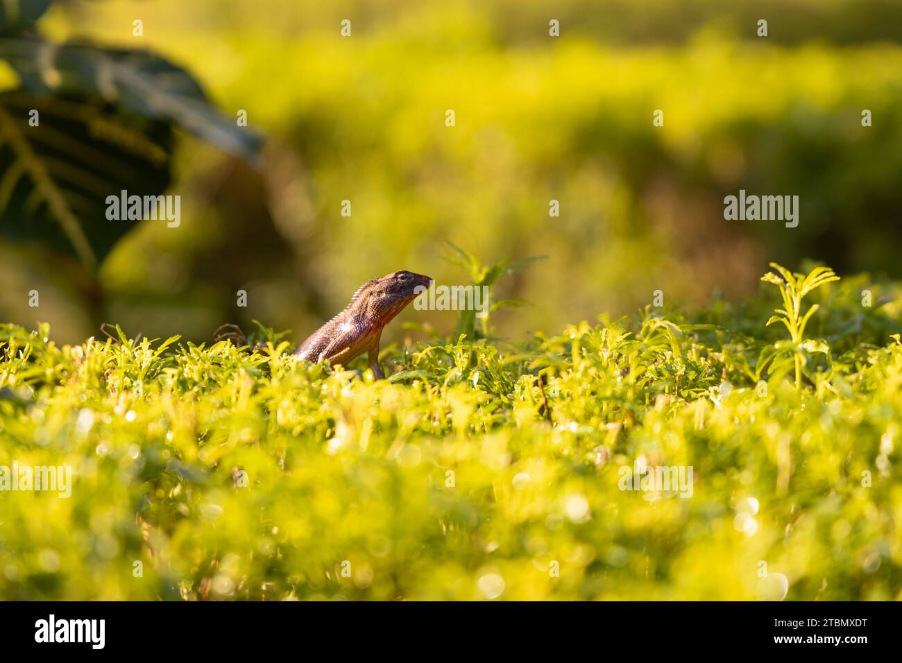 Worldwide butterflies hi-res stock photography and images - Alamy