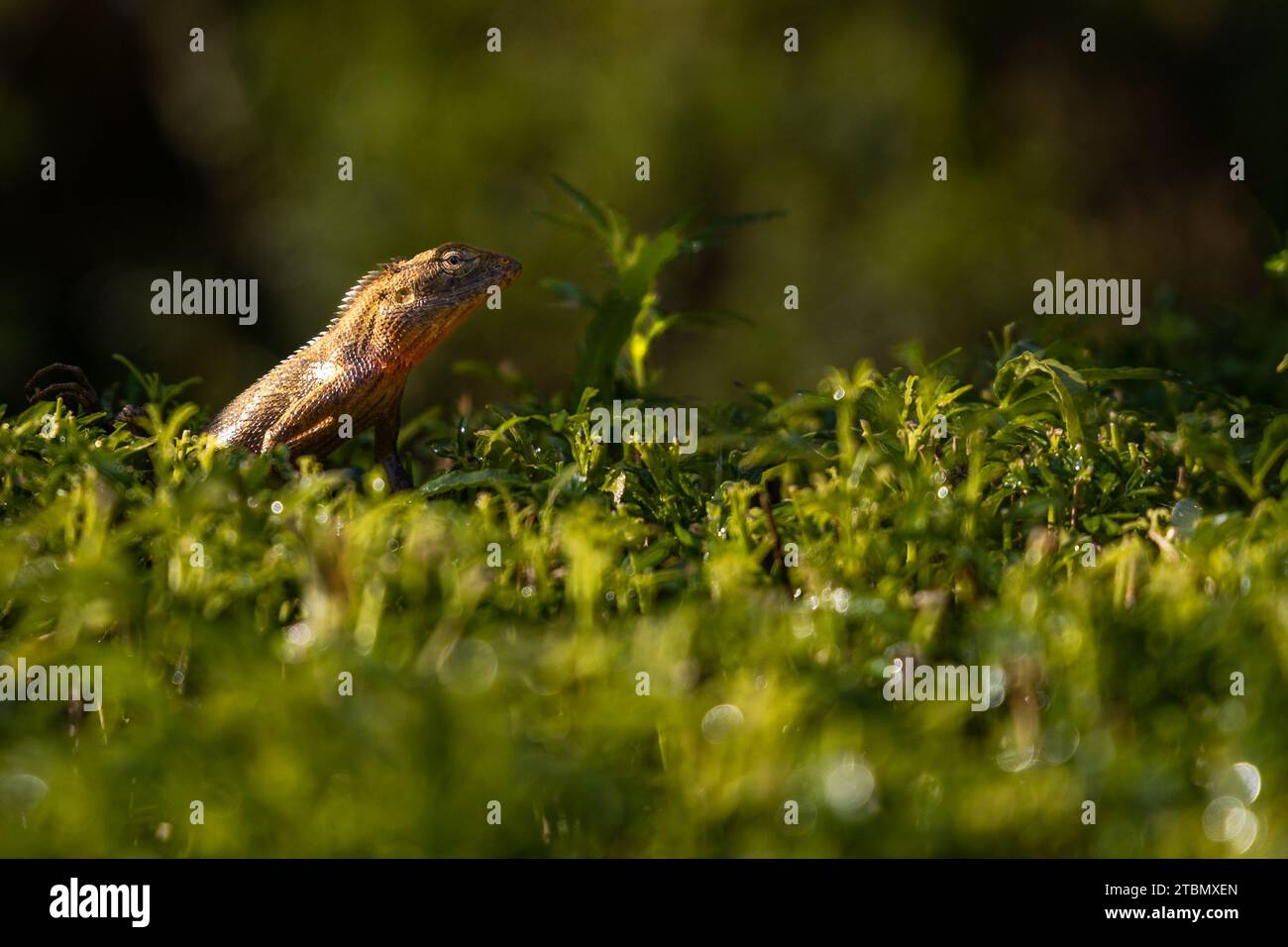 Naturecaptures hi-res stock photography and images - Alamy