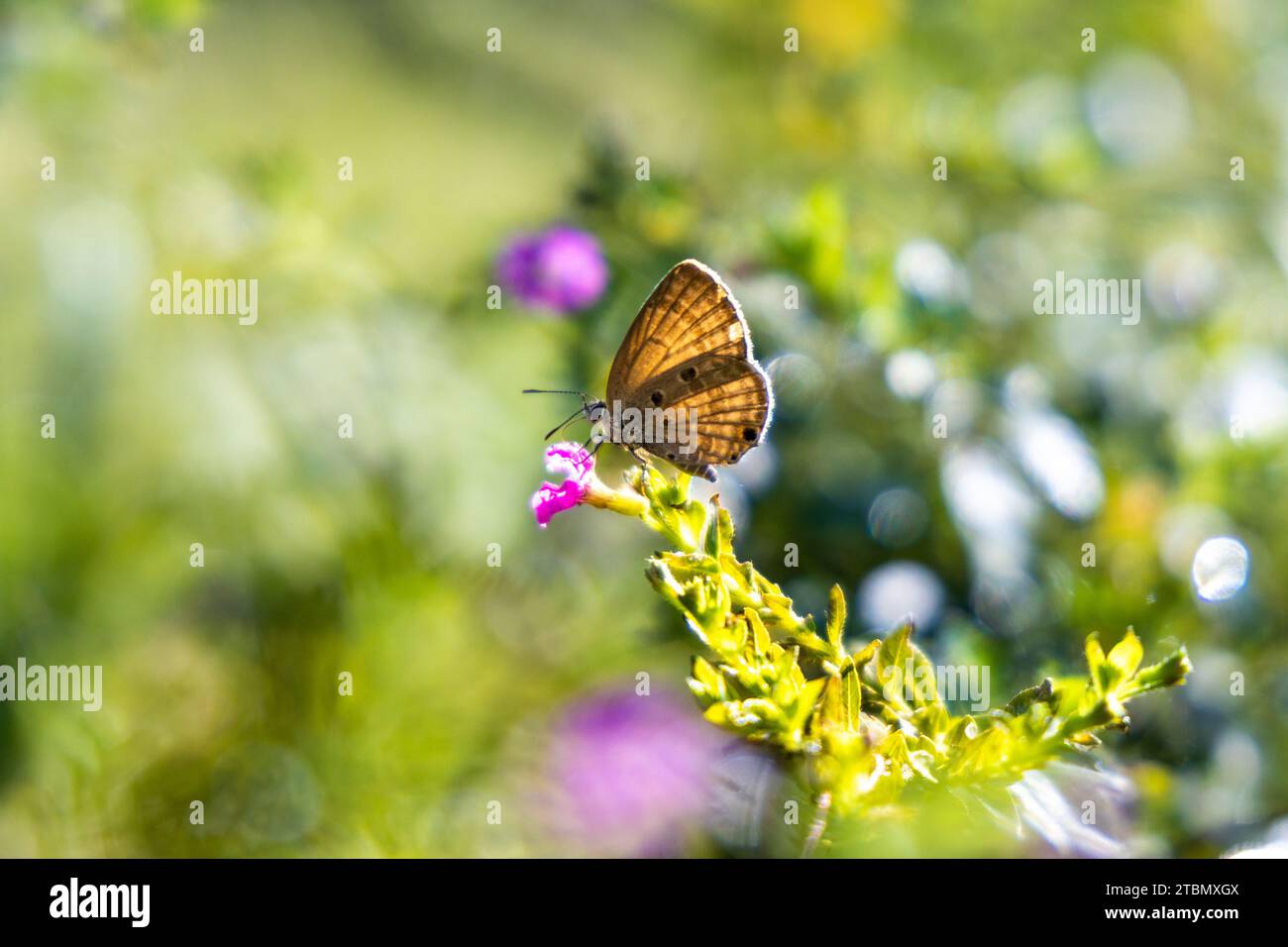 Naturecaptures hi-res stock photography and images - Alamy