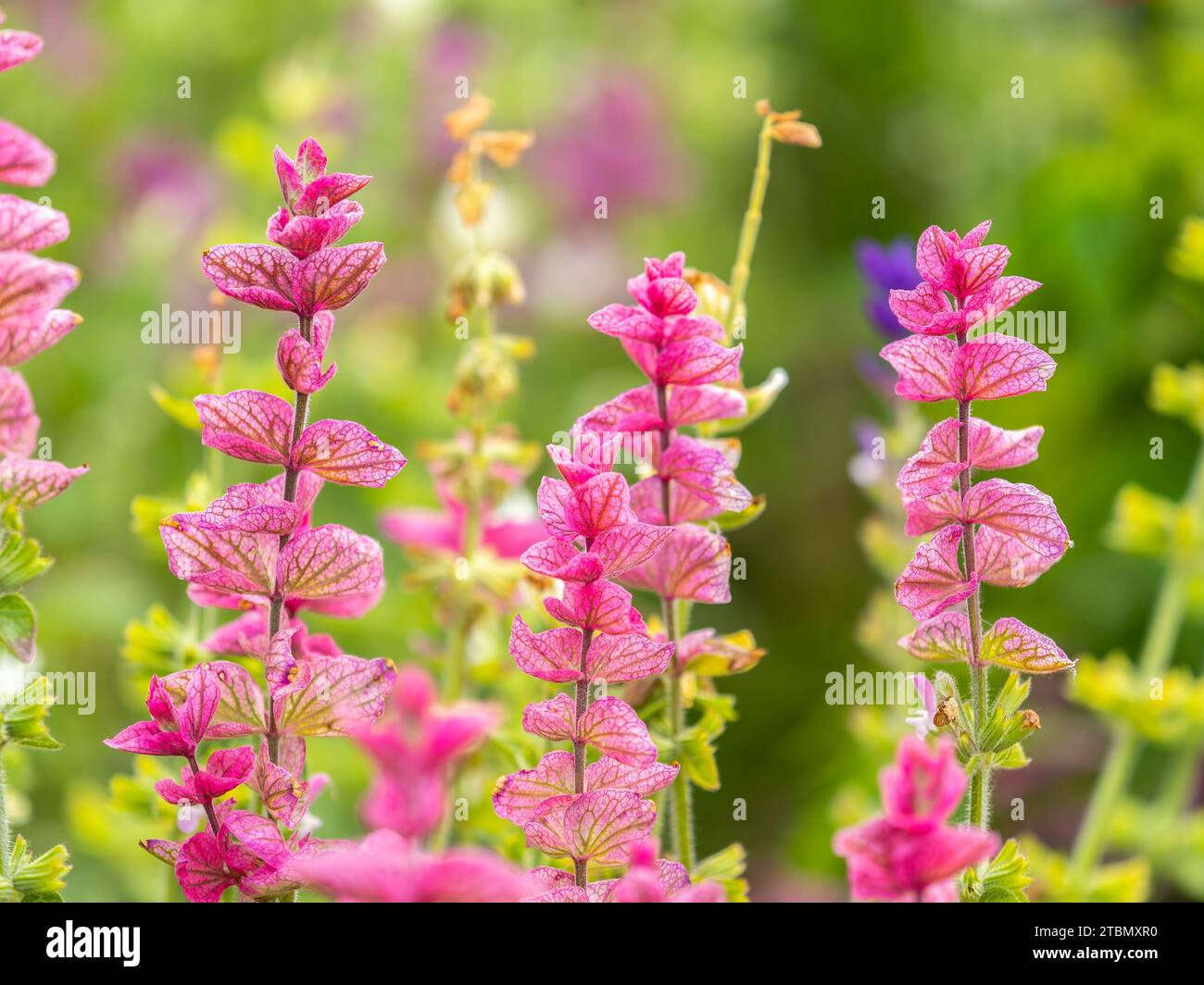 Salvia pink flowers with green leaves Blossom, medicinal plant in ...