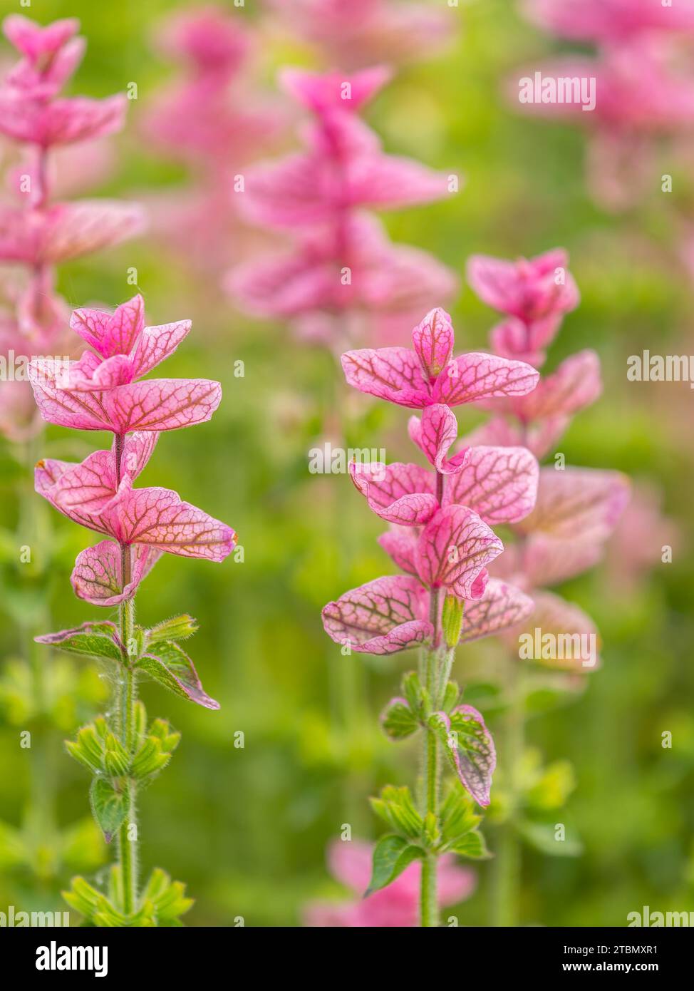 Salvia pink flowers with green leaves Blossom, medicinal plant in ...