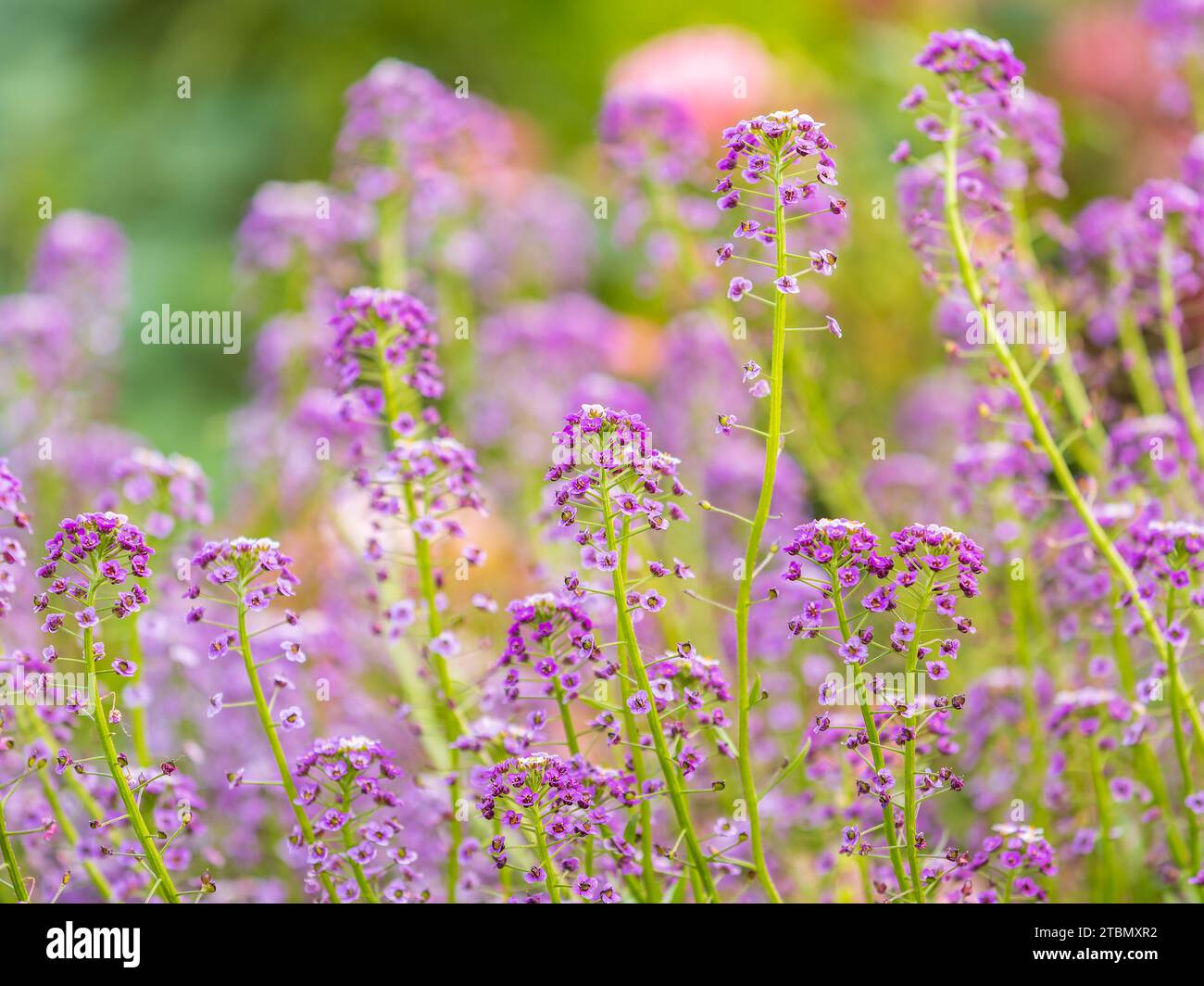 Verbena bonariensis flowers, Argentinian Vervain or Purpletop Vervain ...