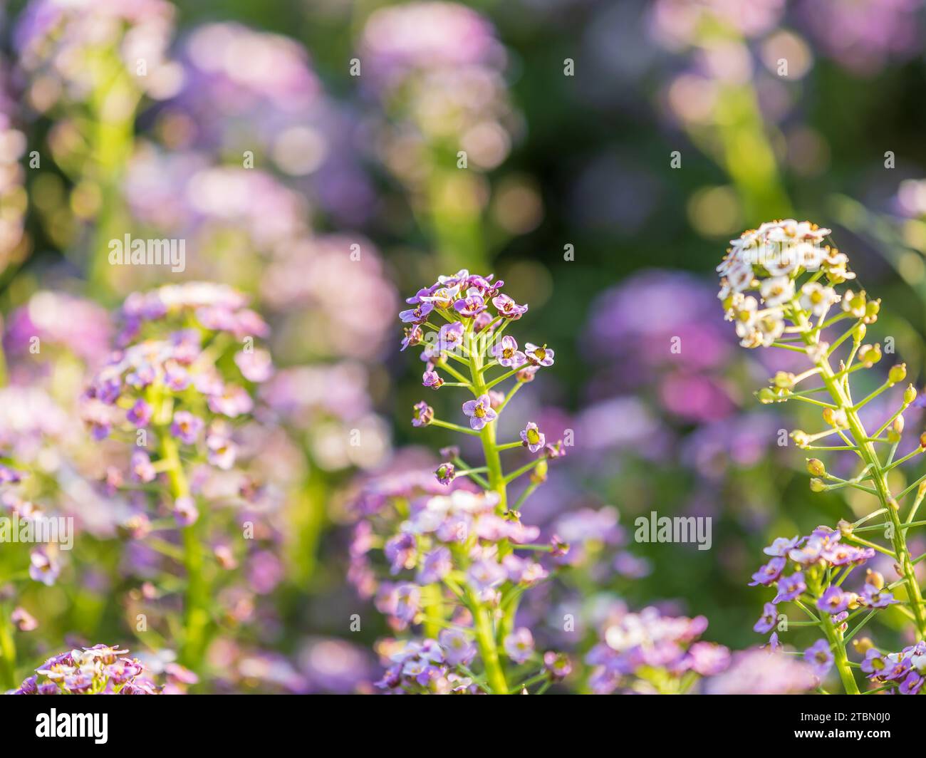 Verbena bonariensis flowers, Argentinian Vervain or Purpletop Vervain ...
