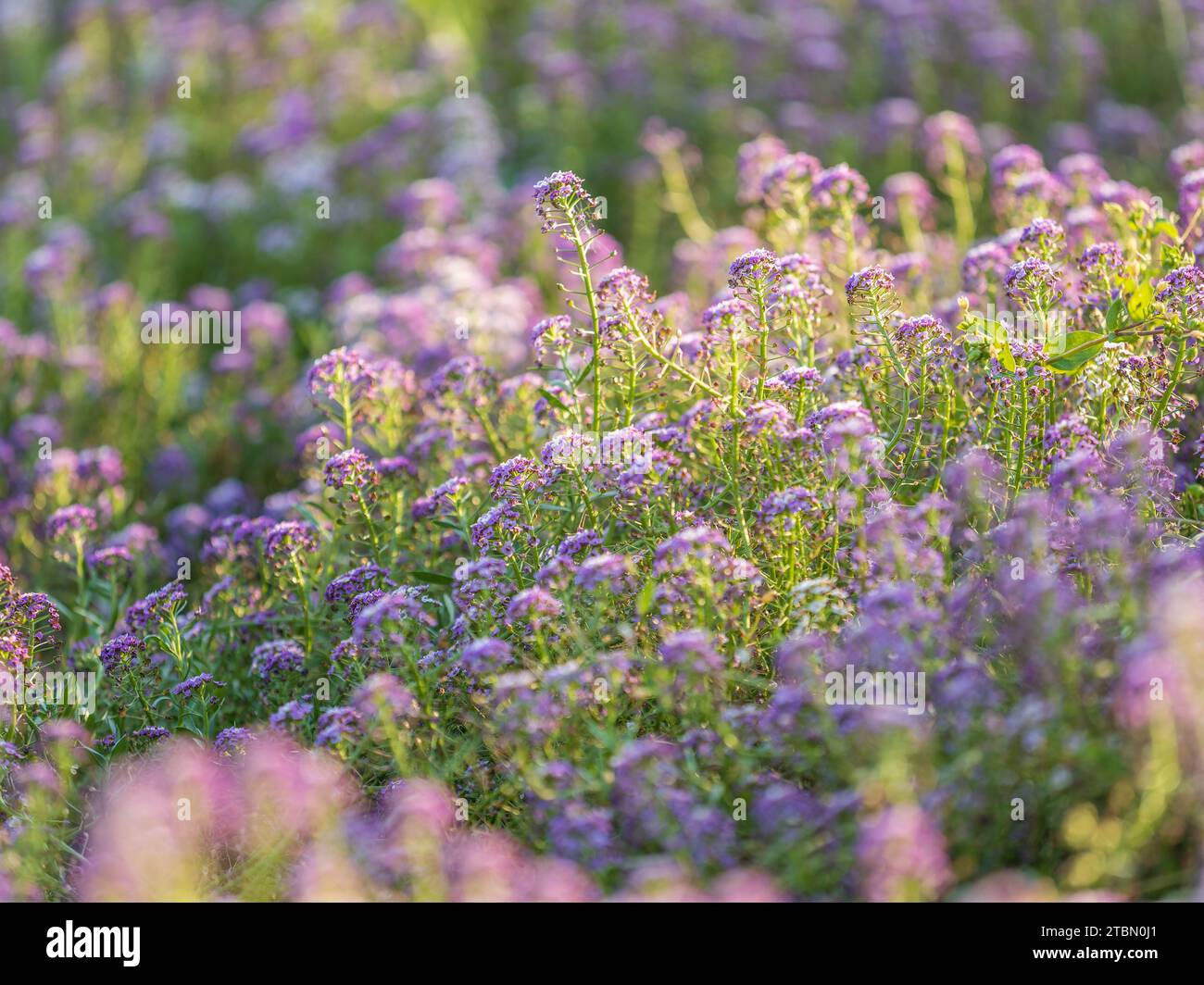 Verbena bonariensis flowers, Argentinian Vervain or Purpletop Vervain ...