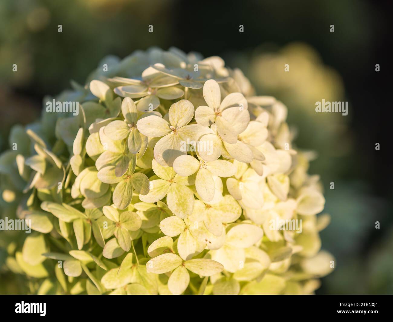 Lush white and yellow hydrangea flowers in summer. White and yellow ...