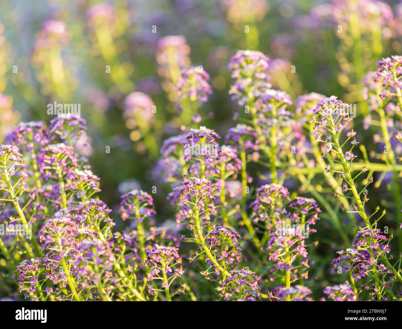 Verbena bonariensis flowers, Argentinian Vervain or Purpletop Vervain ...