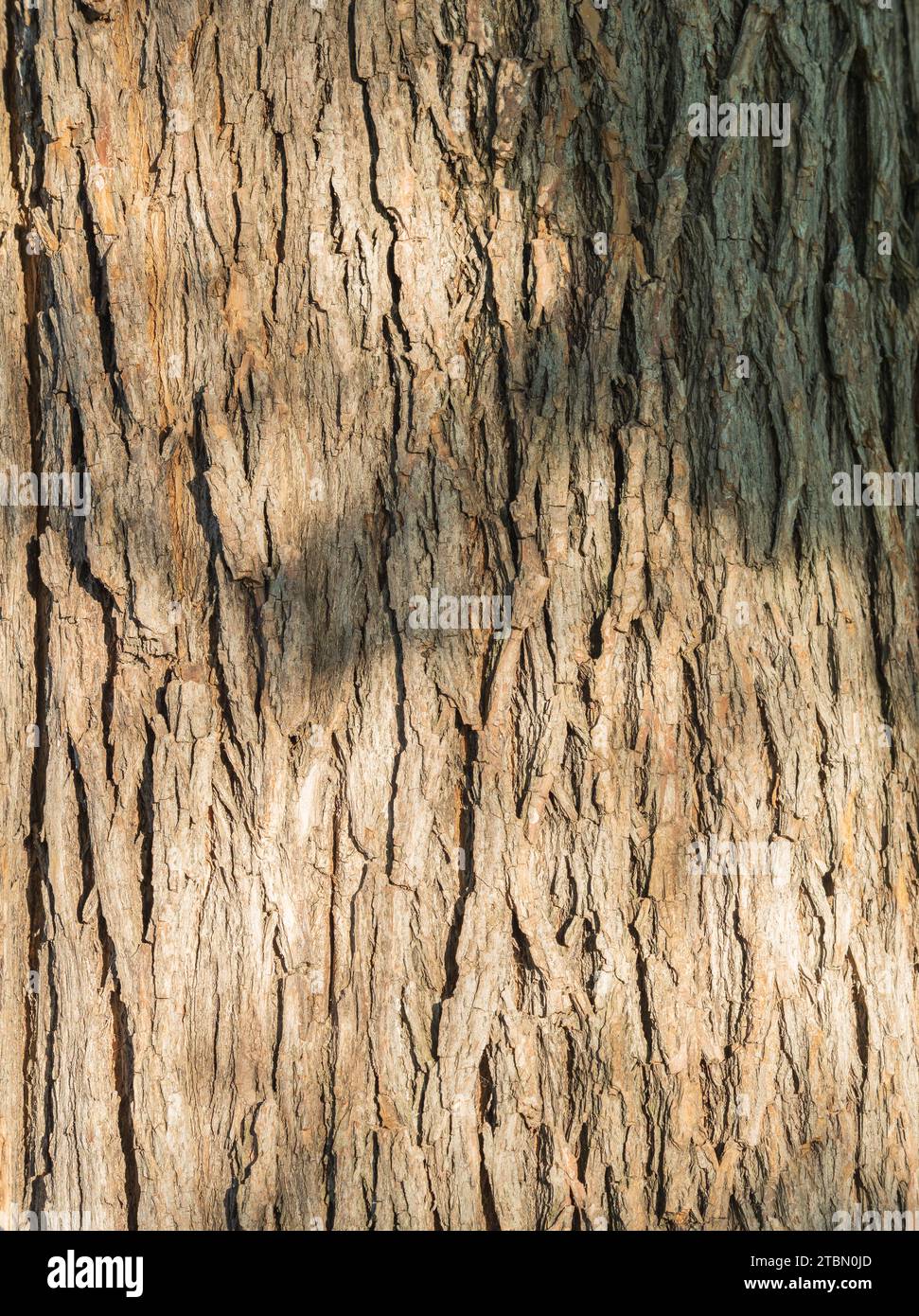 Old tree bark texture willow wood. The texture of the bark of an old ...