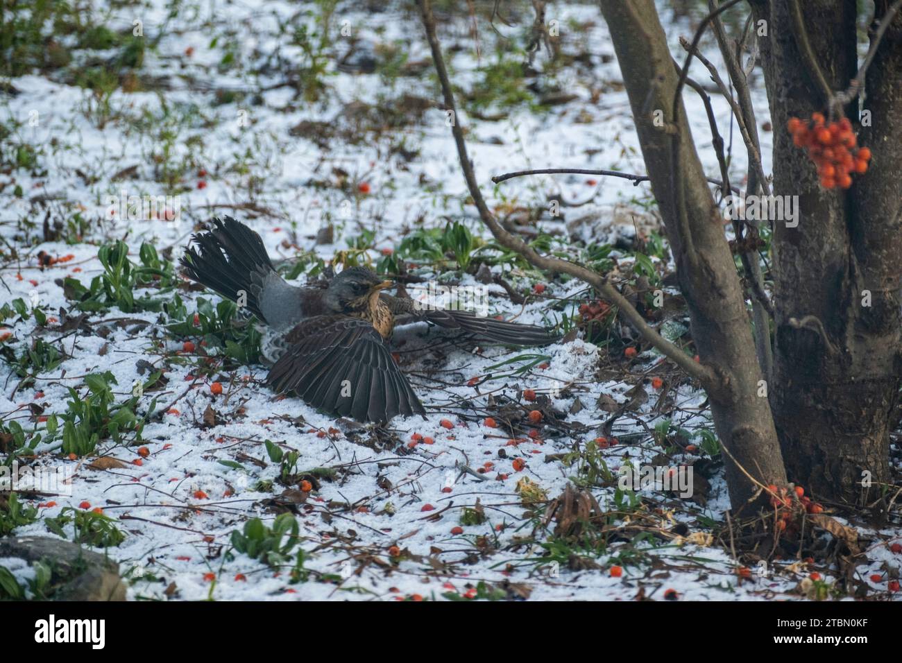 Wing pilaris berry hi-res stock photography and images - Alamy