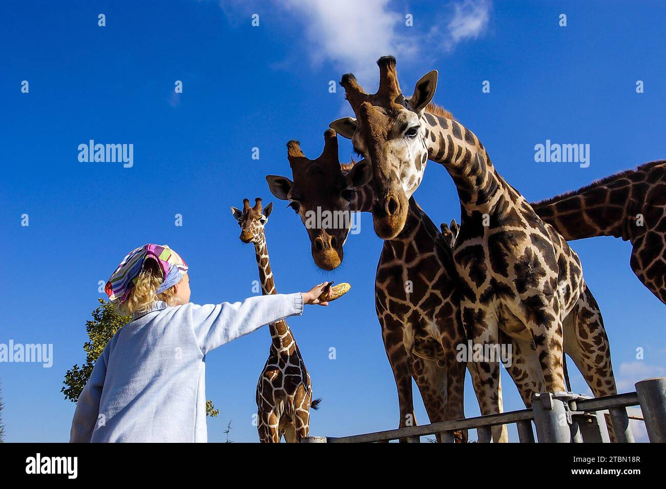 FRANCE. LOIR-ET-CHER (41) SAINT AIGNAN. BEAUVAL ZOOPARC, YOUNG GIRL ...