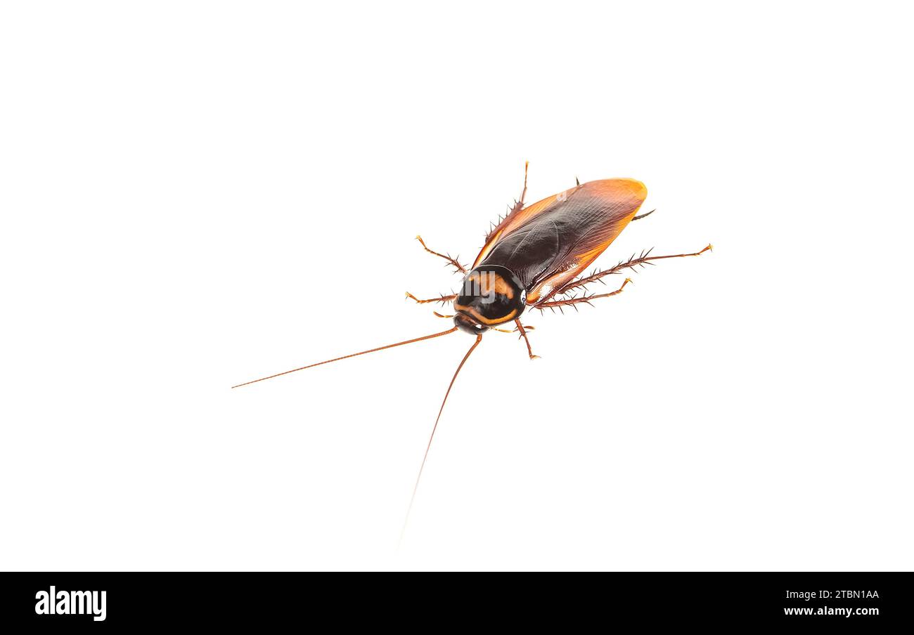 cockroach isolated on white background Stock Photo - Alamy