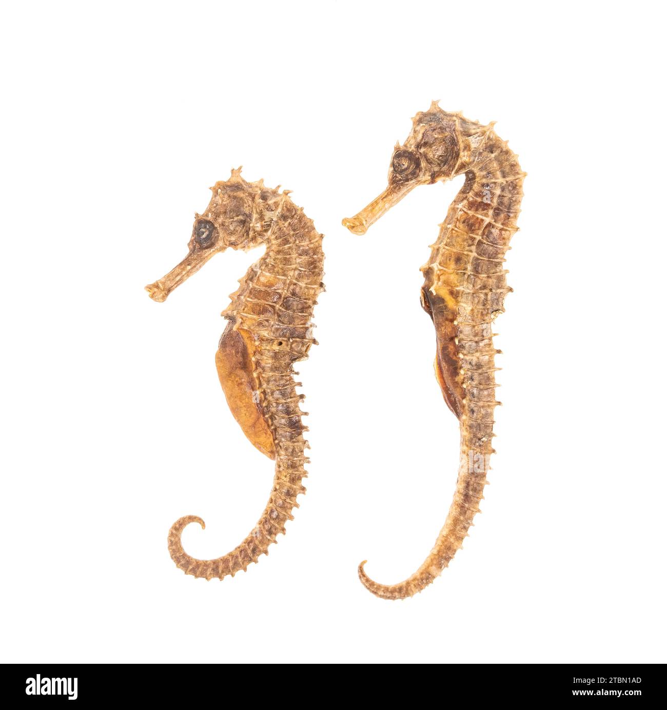 two Sea Horses isolated on white Stock Photo - Alamy