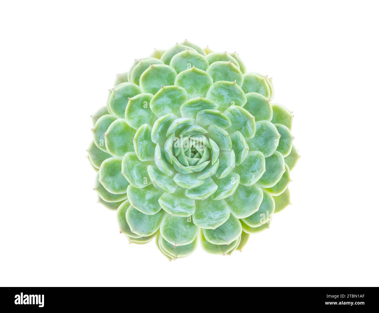 green miniature succulent plants isolated on white background Stock ...
