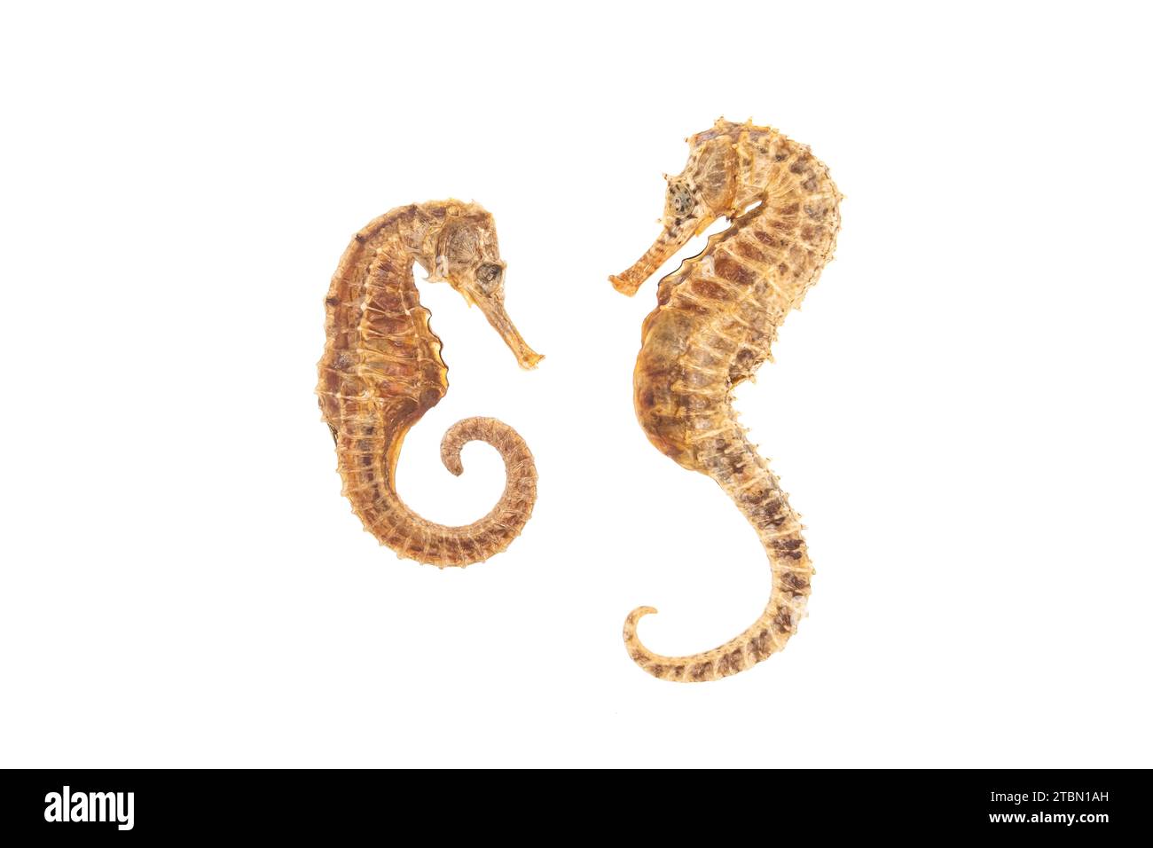 two Sea Horses isolated on white Stock Photo - Alamy