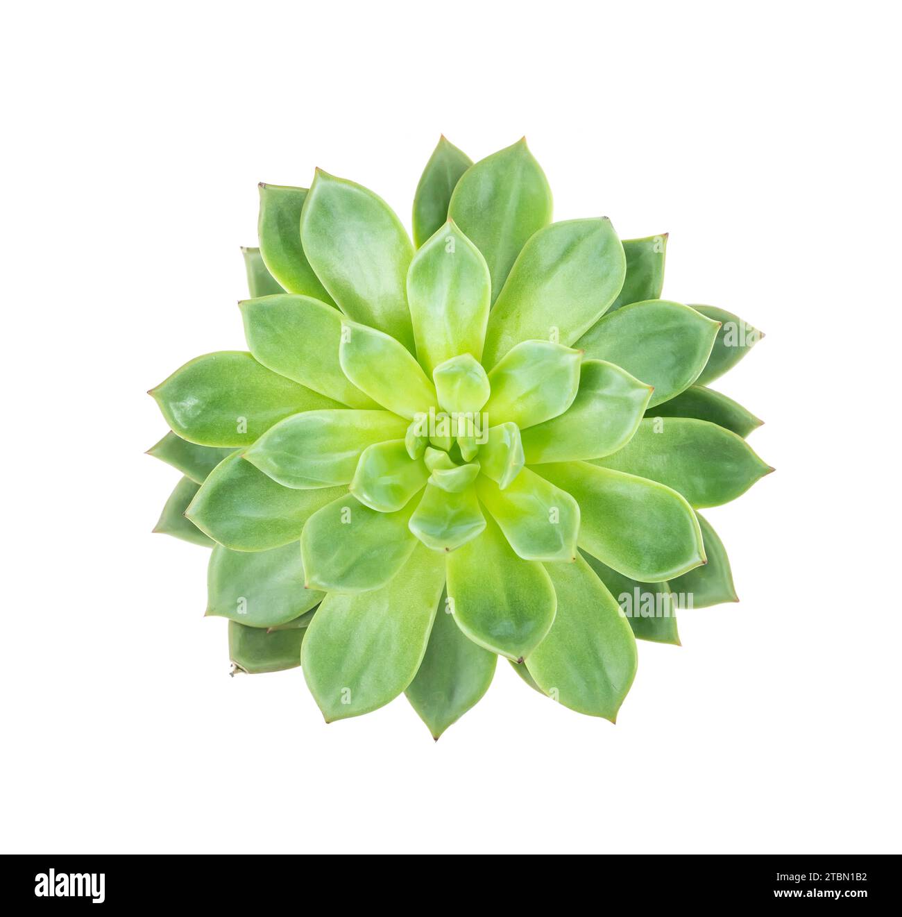 green miniature succulent plants isolated on white background Stock ...