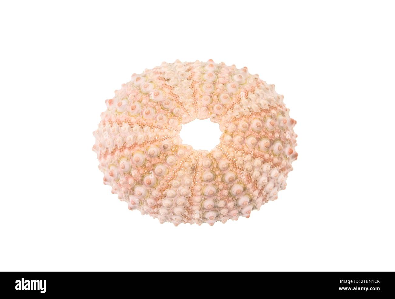 sea urchin shell isolated on white background Stock Photo - Alamy