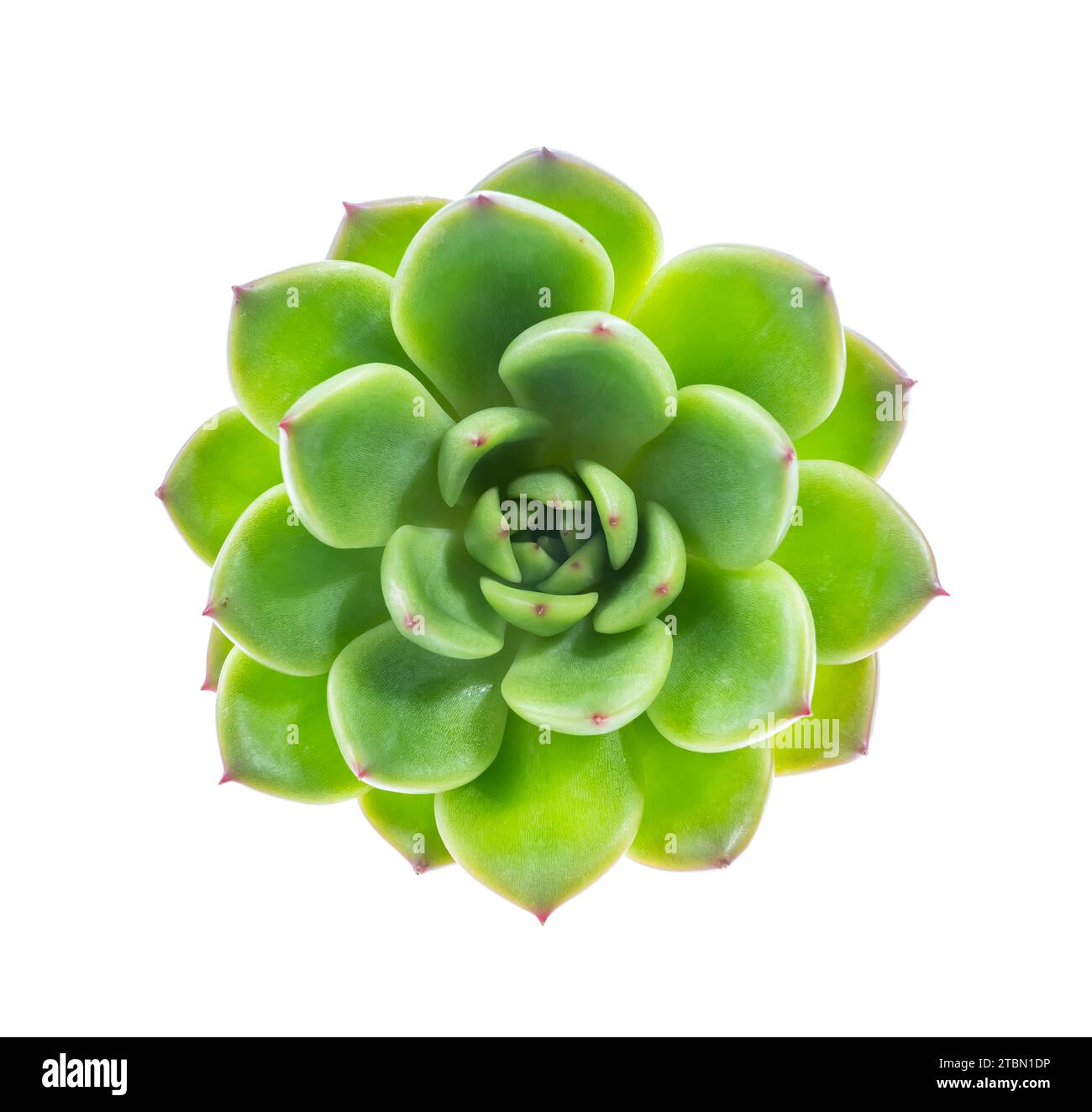 green miniature succulent plants isolated on white background Stock ...