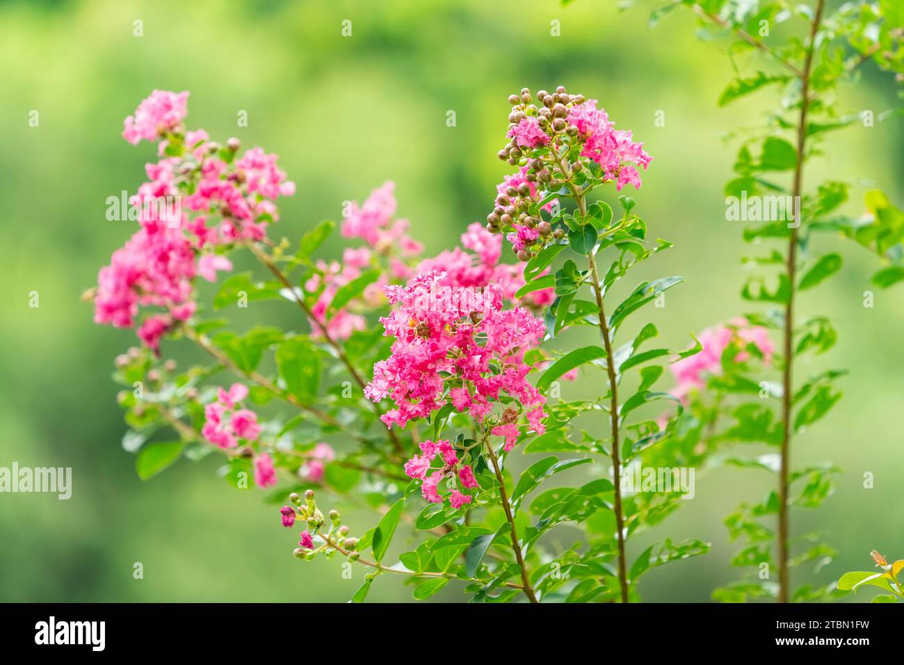 purple crape myrtle blooming flower Stock Photo - Alamy