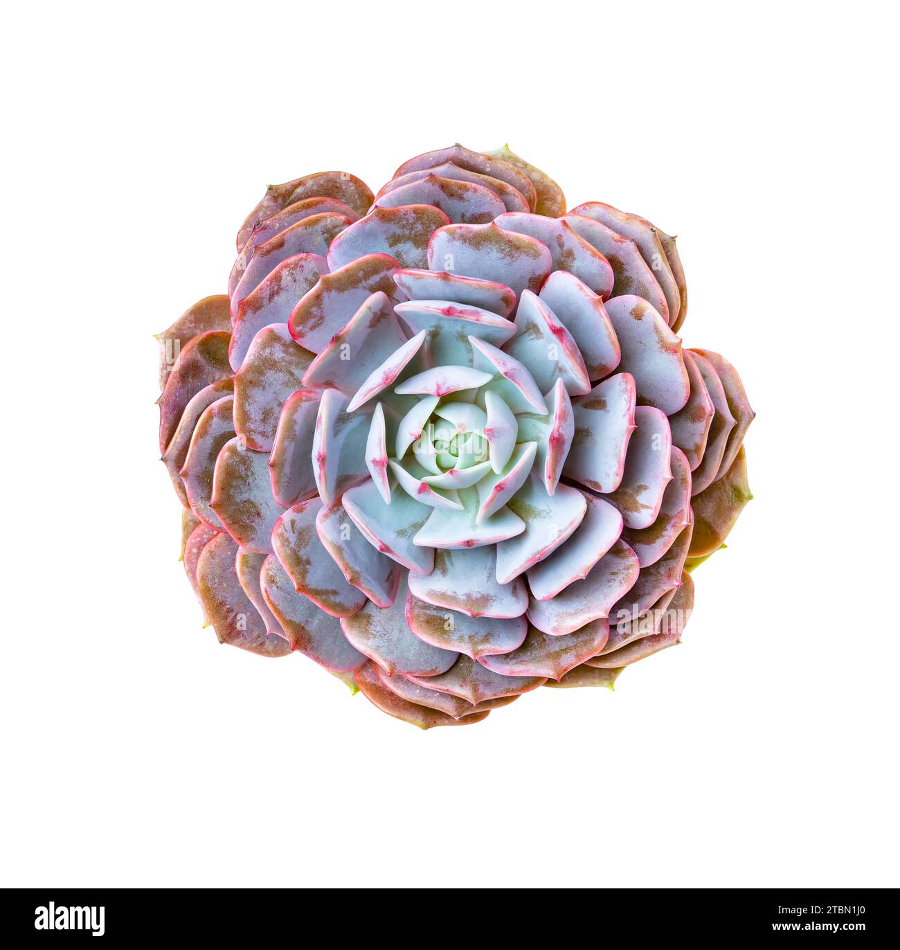 green miniature succulent plants isolated on white background Stock ...