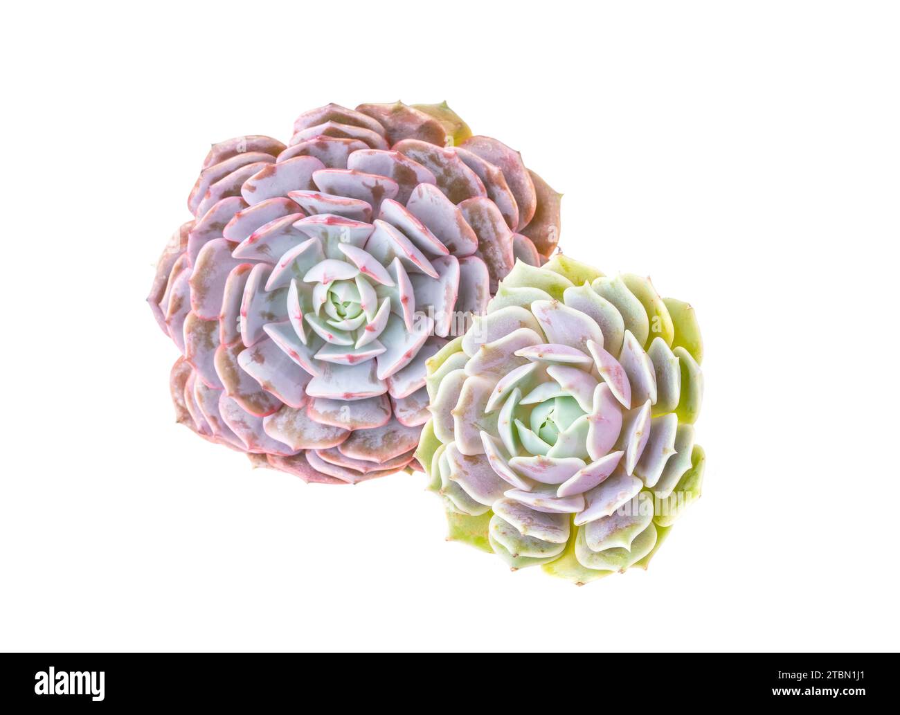 green miniature succulent plants isolated on white background Stock ...