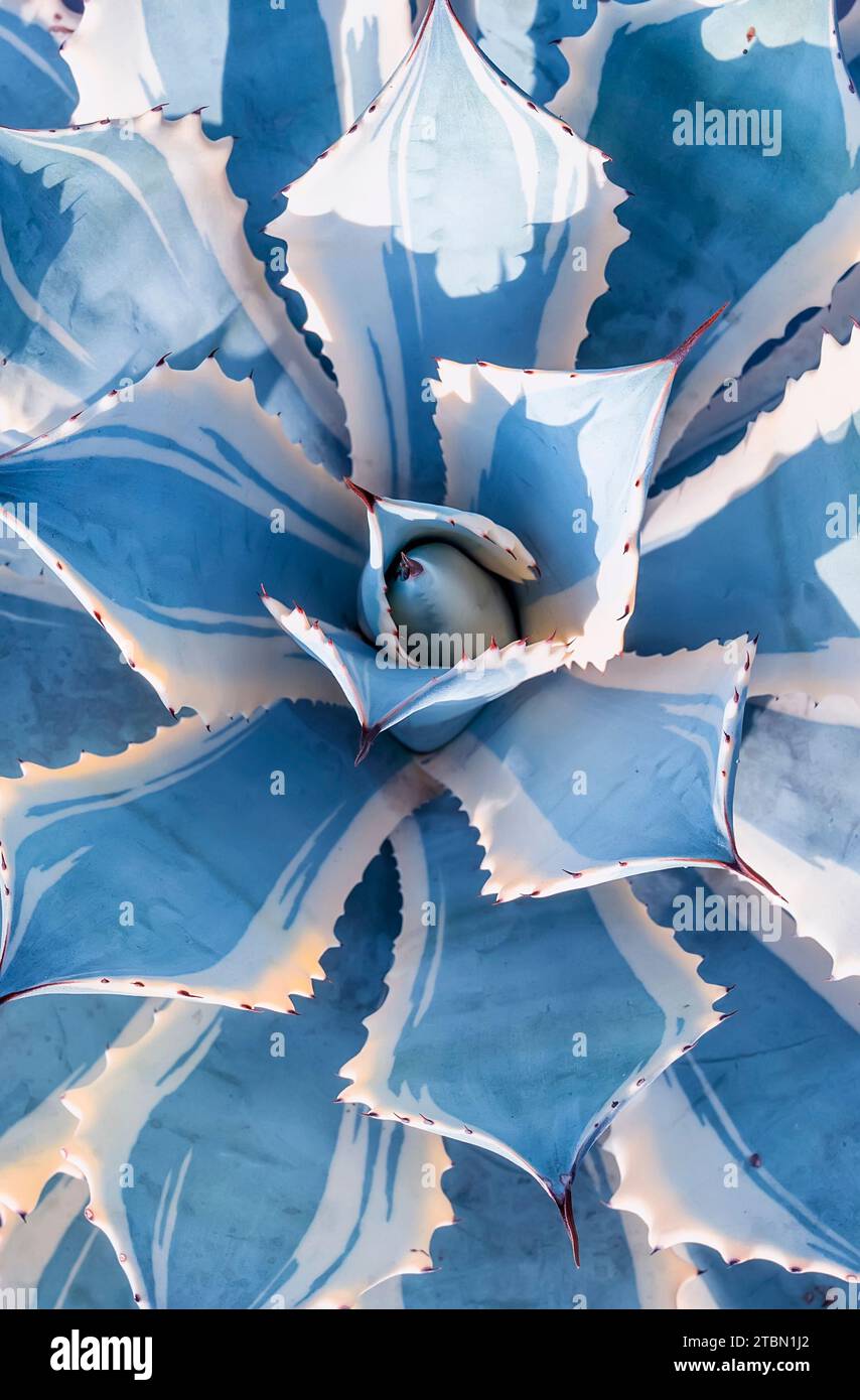 Sharp pointed agave plant leaves Stock Photo - Alamy