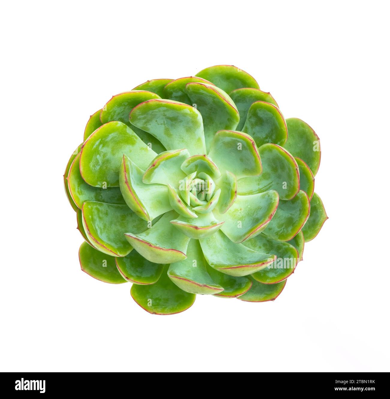 green miniature succulent plants isolated on white background Stock ...