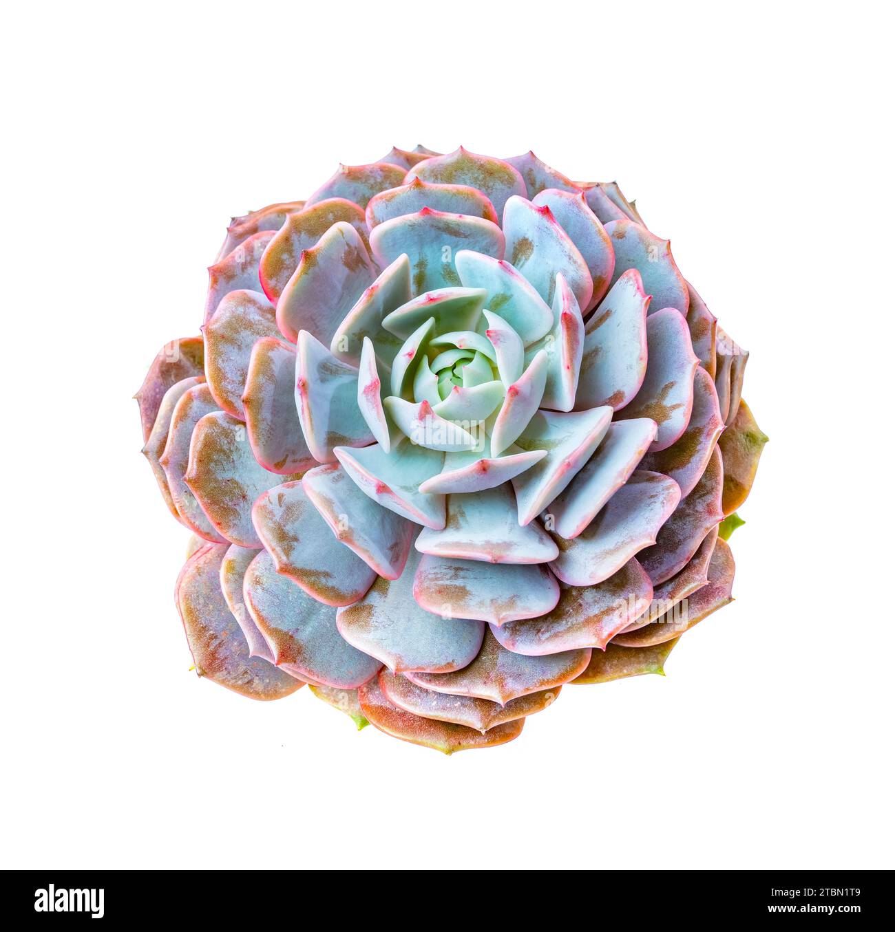 purple succulent plant in the desert collec Stock Photo - Alamy