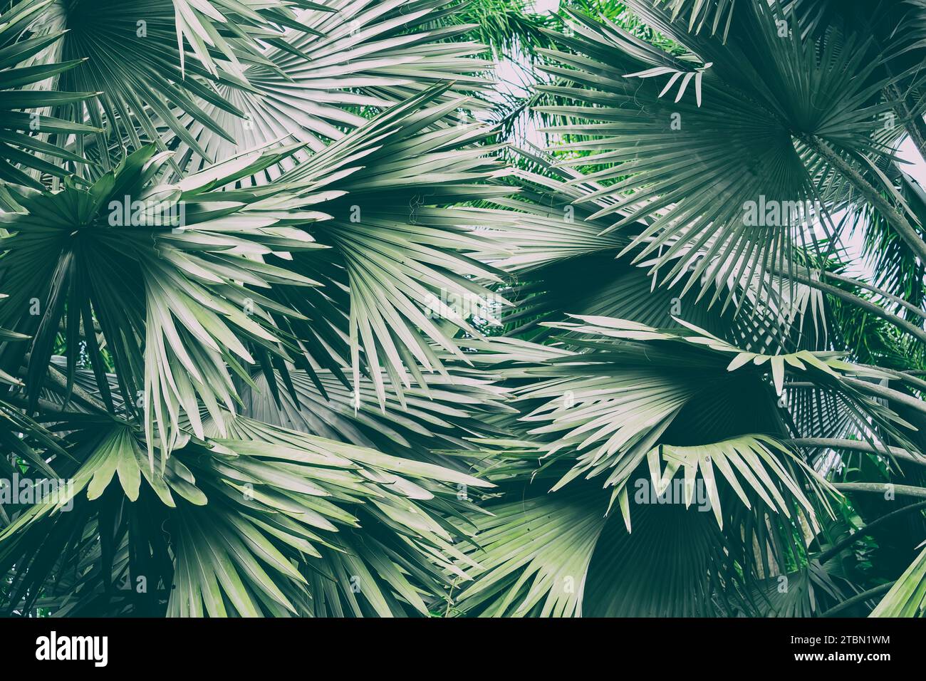 Palmyra palm tree hi-res stock photography and images - Alamy