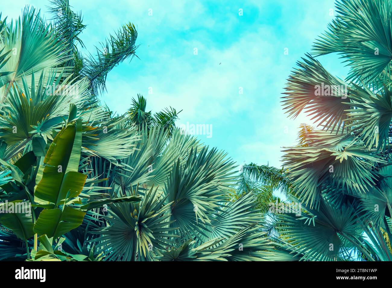 Palmyra palm tree hi-res stock photography and images - Alamy
