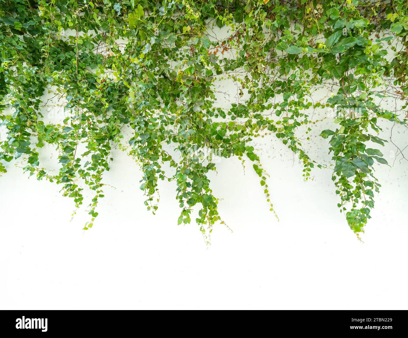 Realistic ivy wall hi-res stock photography and images - Alamy