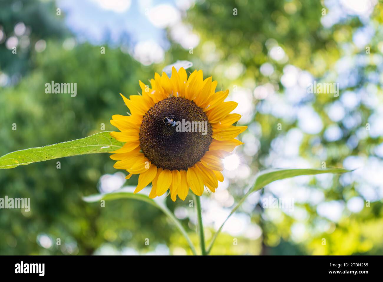 Setting sun over field of blooming sunflowers. Bright photo of ...