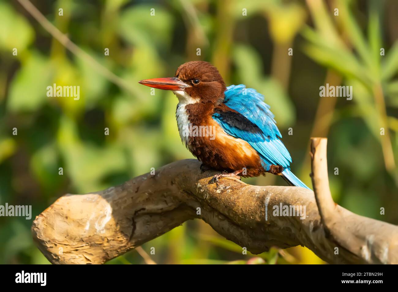 Beautiful brown bird White-throated (Halcyon smyrnensis) Kingfisher ...