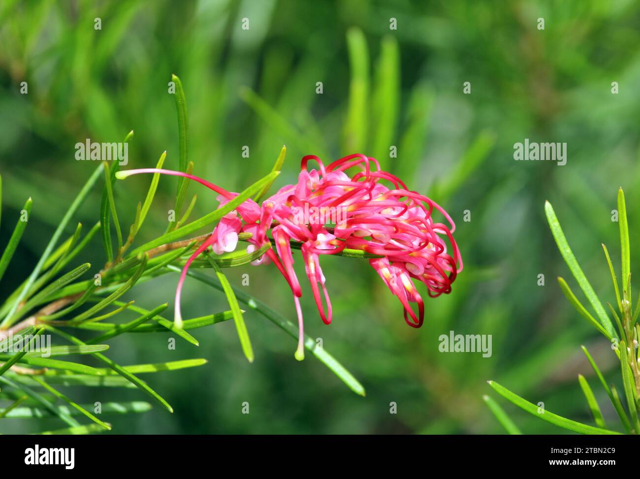 Pink grevillea flower on a plant in a garden Stock Photo - Alamy