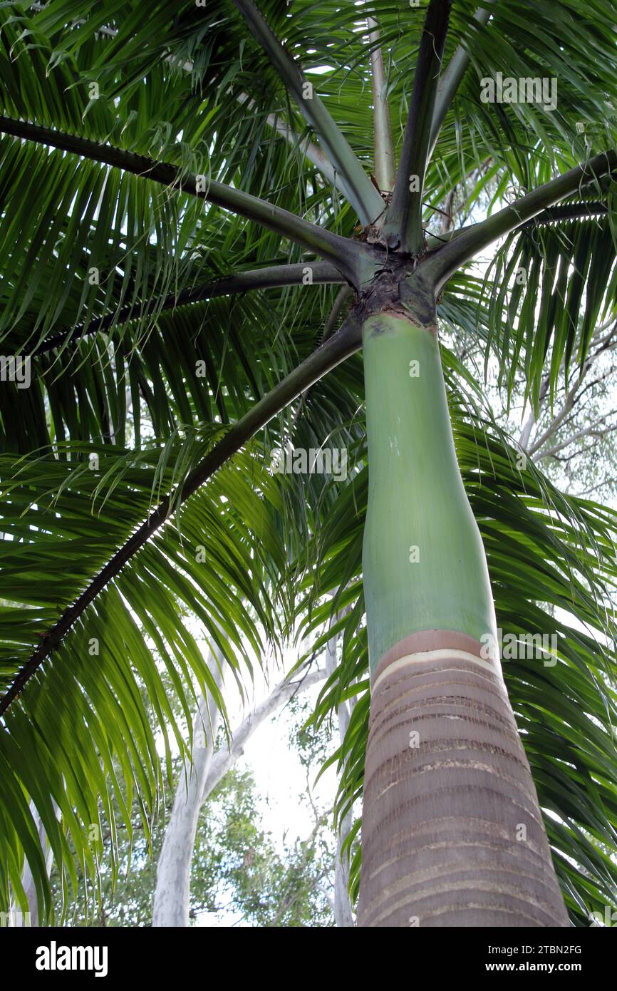 Palm tree and fronds on a plant on a garden Stock Photo - Alamy