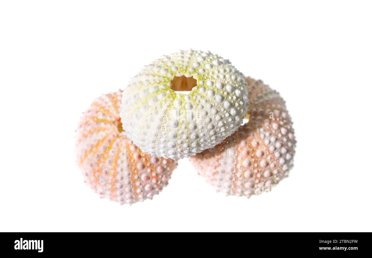 sea urchin shell isolated on white background Stock Photo - Alamy