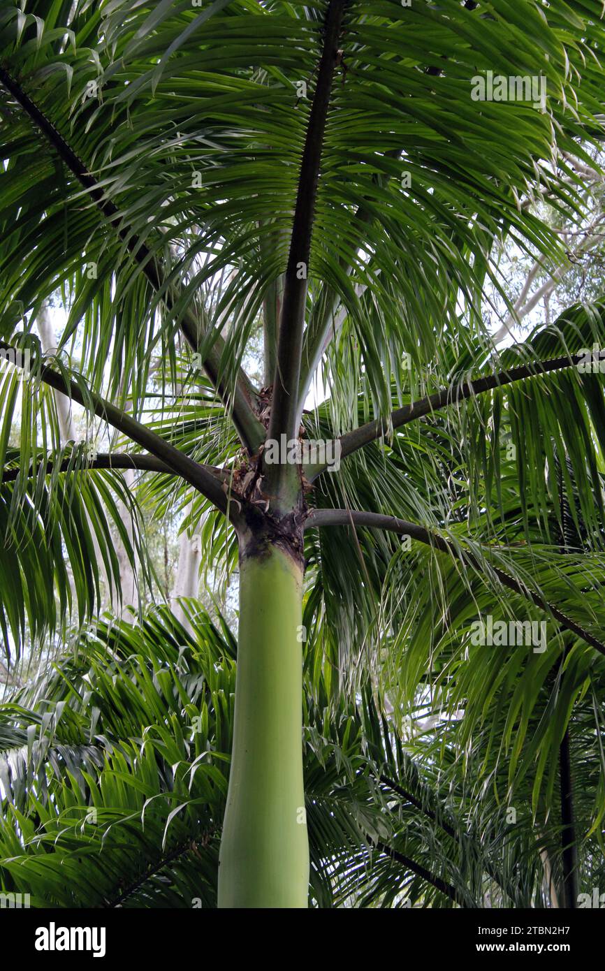Crownshaft palm hi-res stock photography and images - Alamy