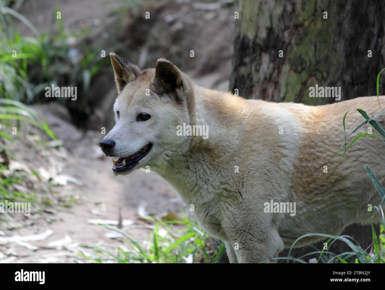 Portrait of a dingo wild dog in Australia Stock Photo - Alamy