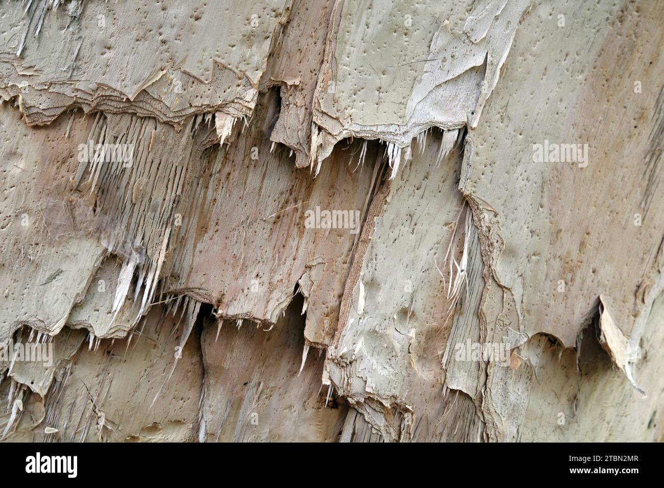 Abstract close up background of tree trunk bark Stock Photo - Alamy