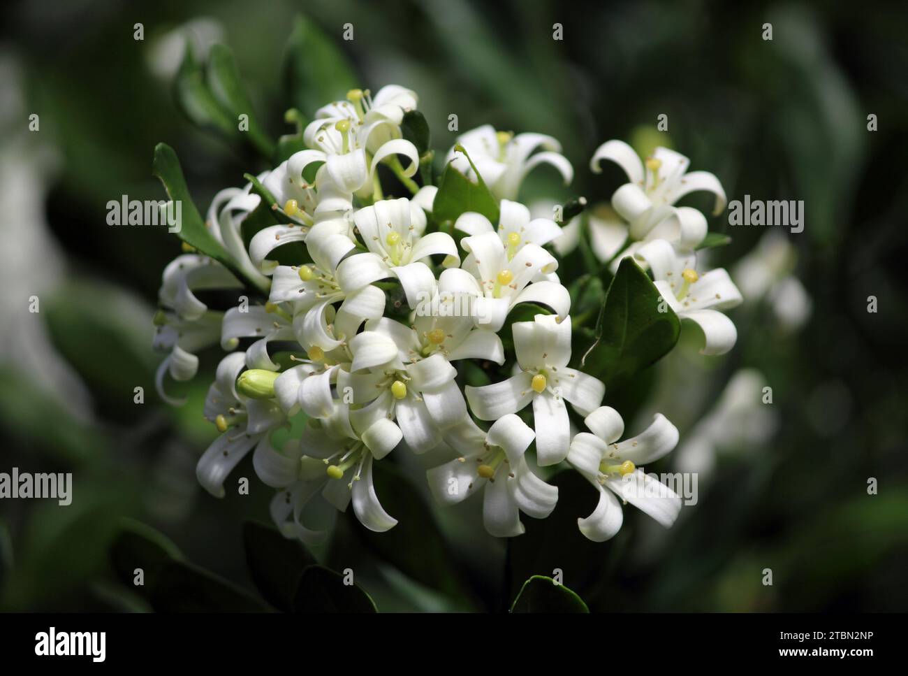 White flowers on a murraya plant in a garden Stock Photo - Alamy