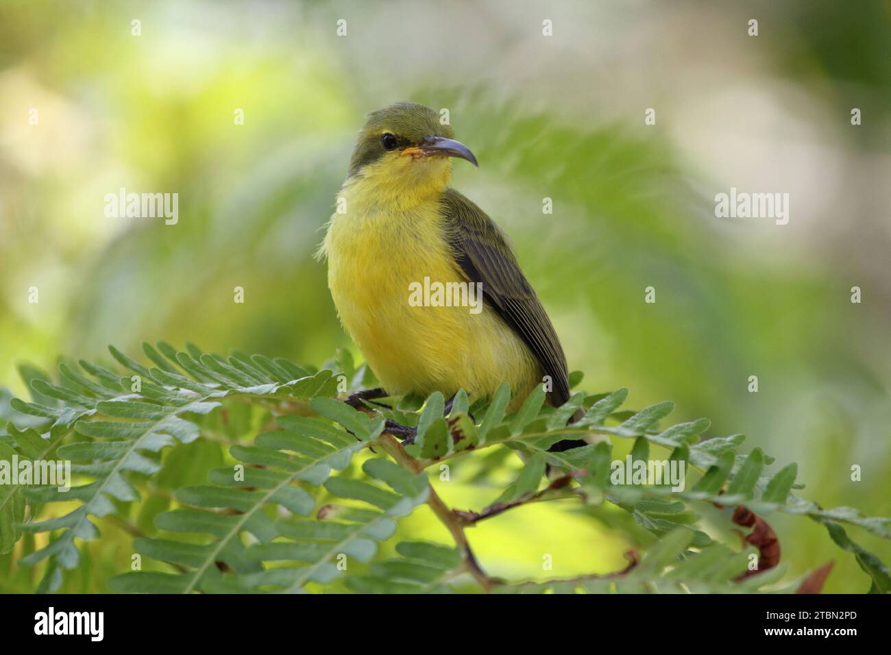 Olive backed sunbird hi-res stock photography and images - Alamy