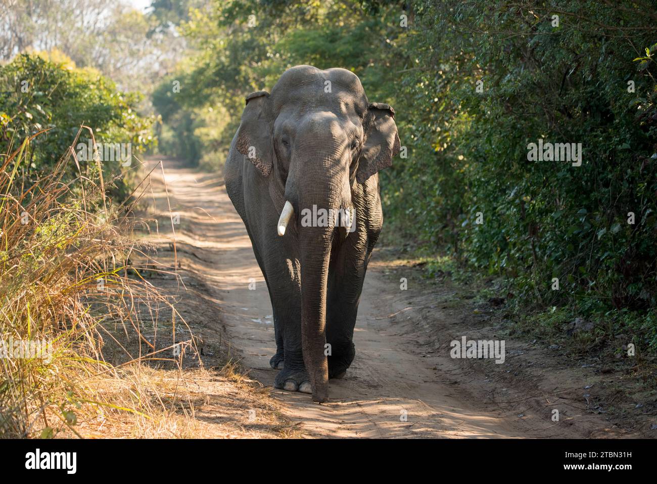 Asiatic elephant family hi-res stock photography and images - Alamy