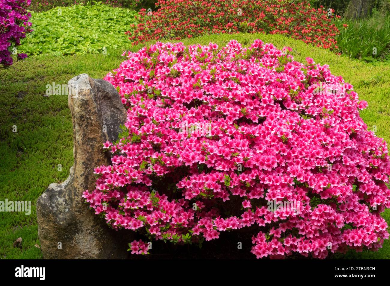 Low pink flowering shrub azalea in spring garden Stock Photo - Alamy