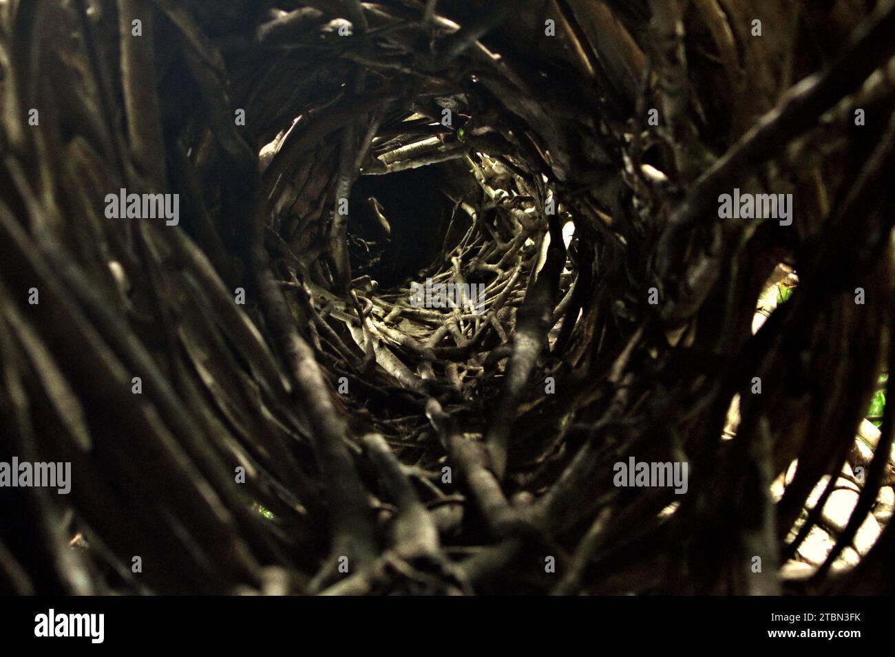 Vertical hollow that was formed by a strangler fig that has "killed ...