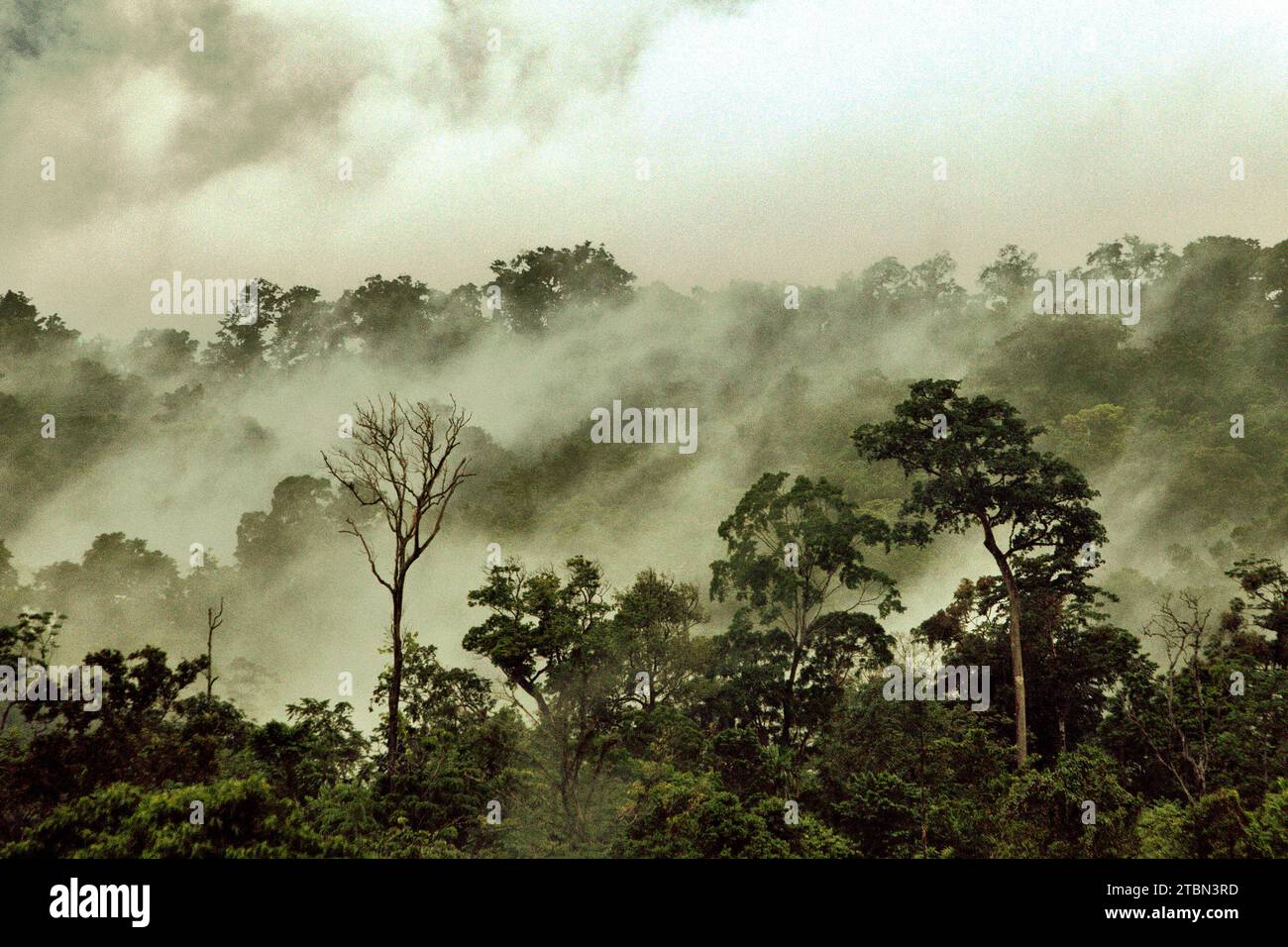 Forest landscape at the foot of Mount Tangkoko and Duasudara (Dua ...