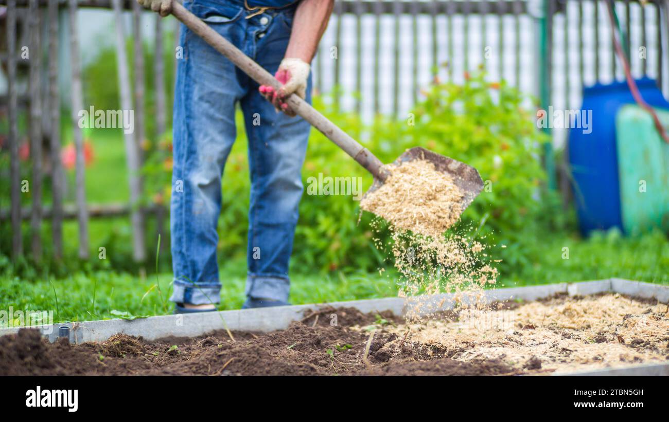Farmer prepare the soil for planting crops in the garden. Cultivated ...