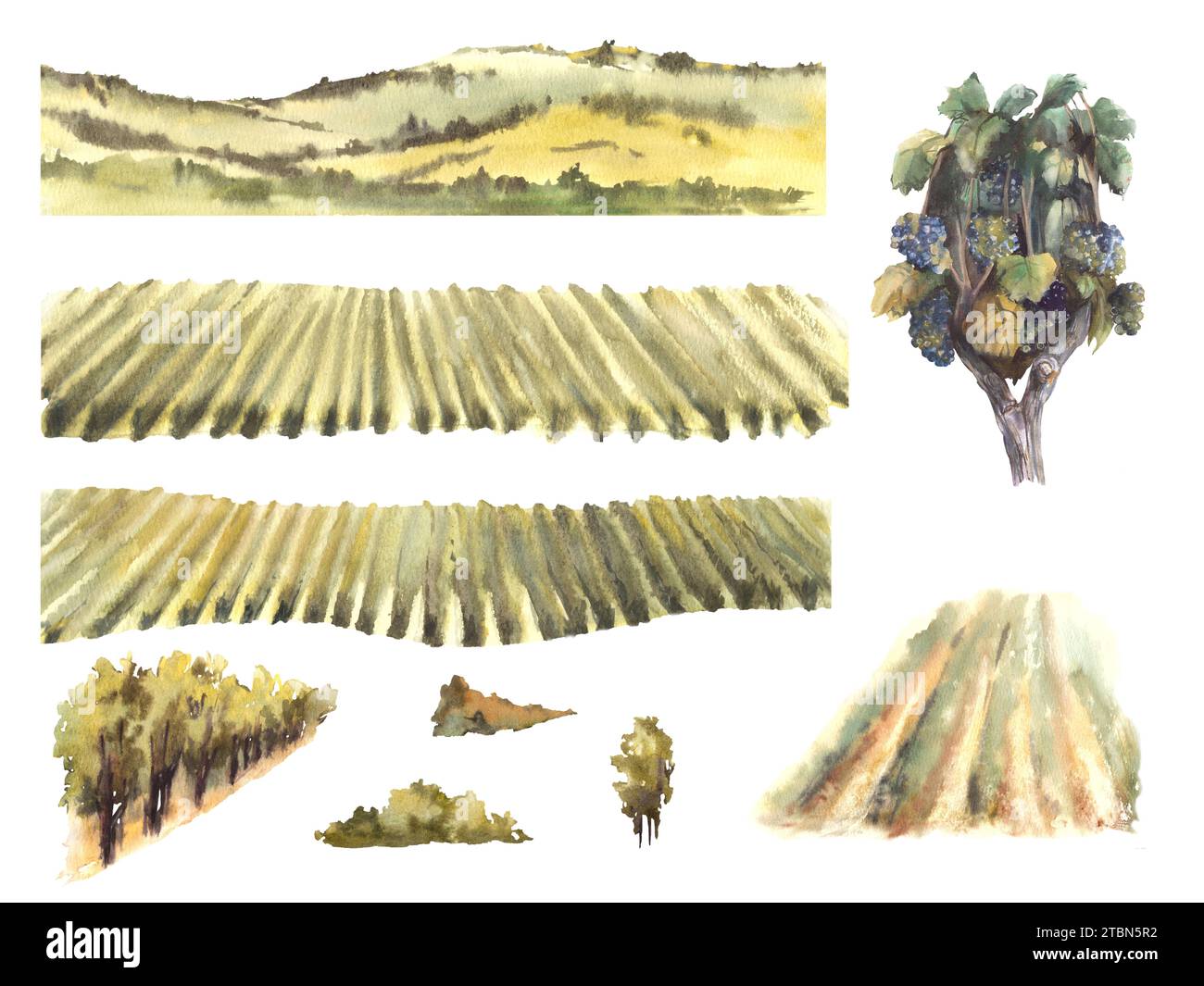 Watercolor landscape with grape fields, vineyards, grapevine bushes ...