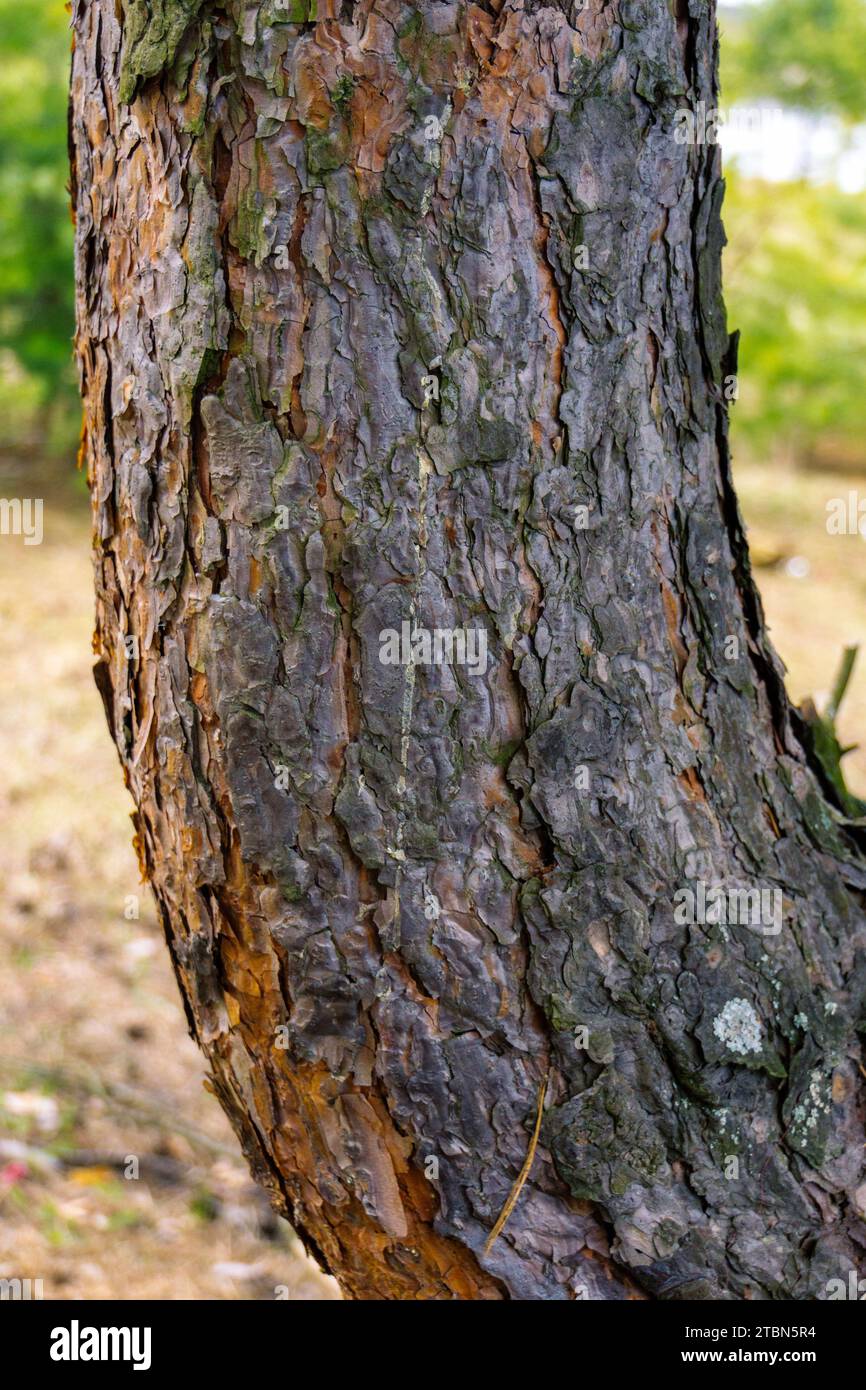 Close up of bark of the pine tree as natural background Stock Photo - Alamy