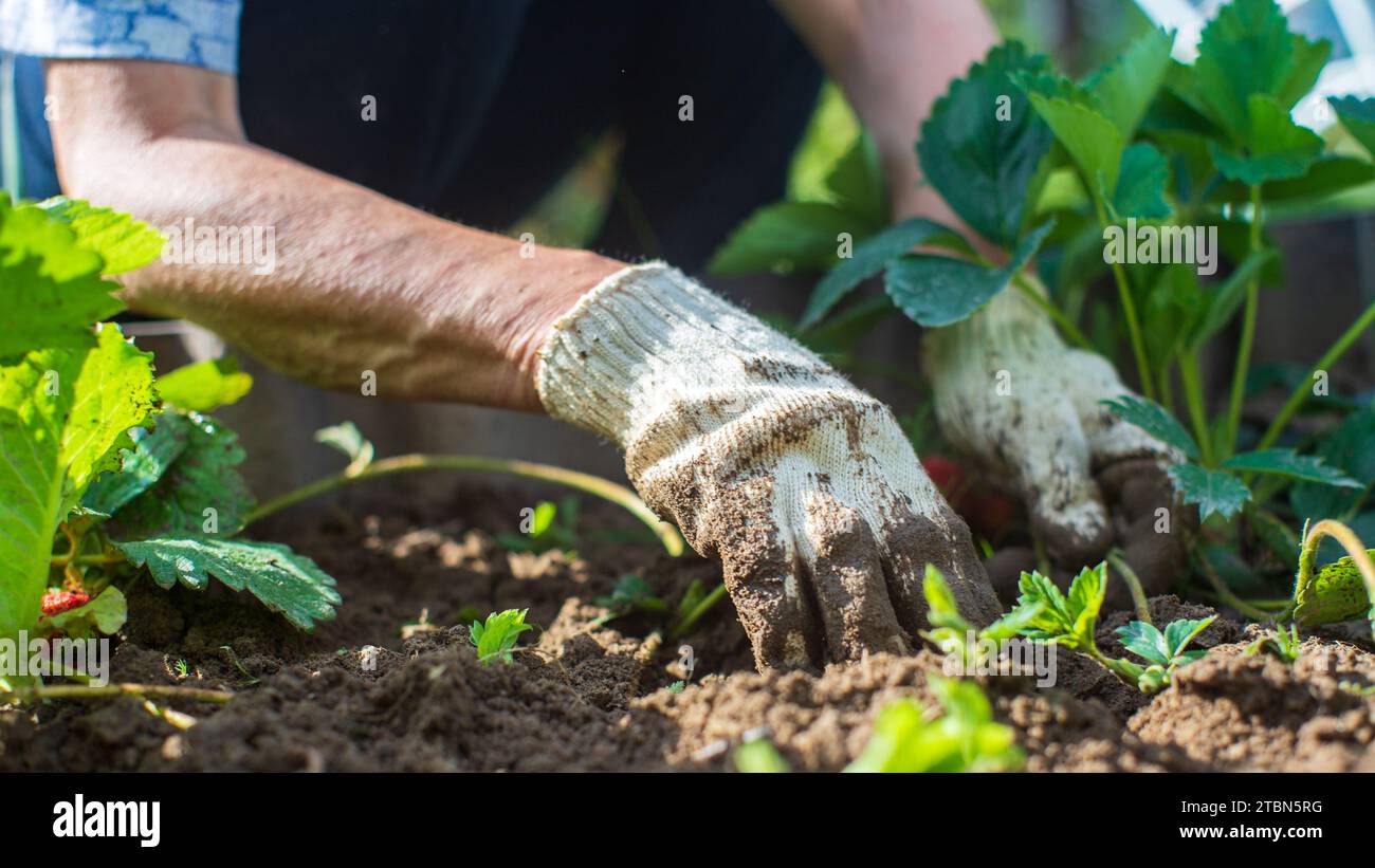 The farmer takes care of the plants in the vegetable garden on the farm ...